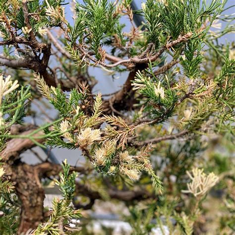 Variegated Juniper Bonsai I Bonsai Outlet Web1442
