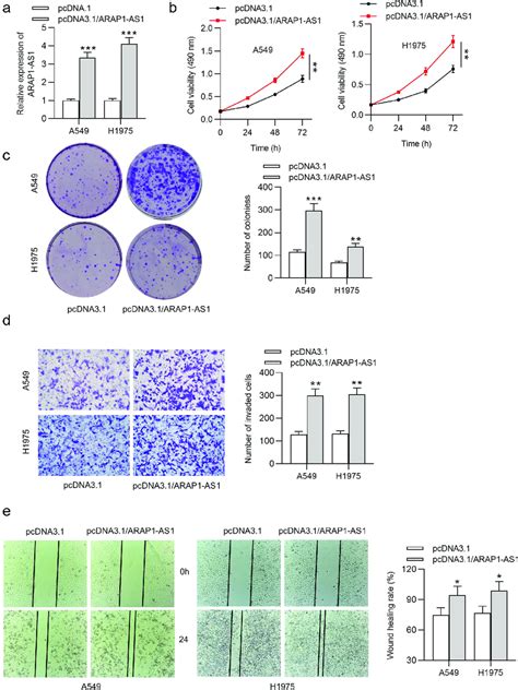 Arap1 As1 Overexpression Facilitates Luad Cell Growth And Metastasis