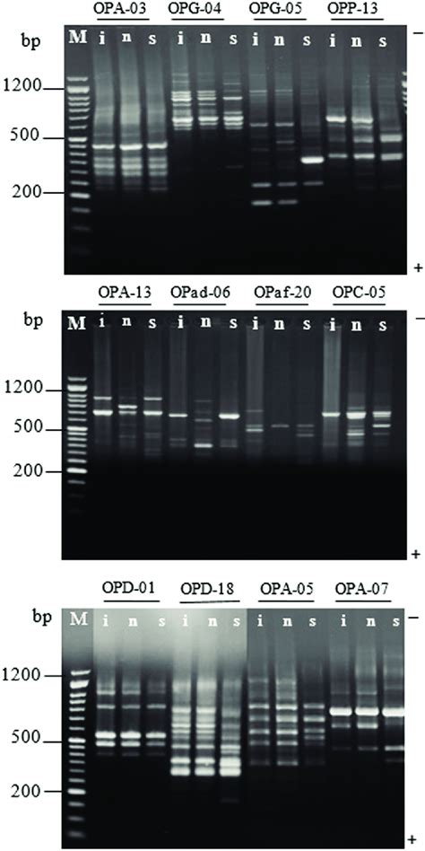 Rapd Pcr Patterns For Dna Genomes Of Solanum Nigrum Var Incisum I