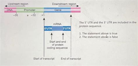 Solved The 5 Utr And The 3′ Utr Are Included In The Protein