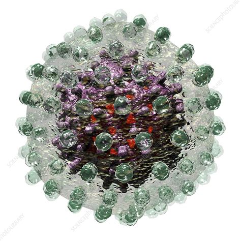 Hepatitis B Virus Particle Artwork Stock Image C0169129 Science