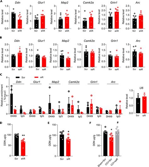 dexh box helicase 9 modulates hippocampal synapses and regulates