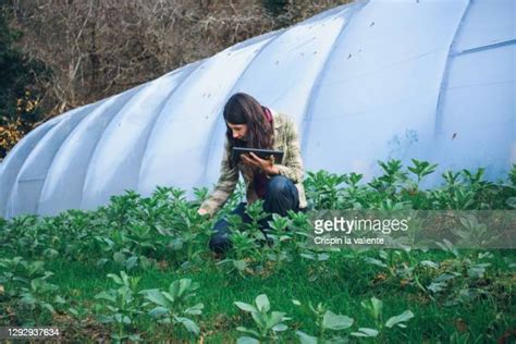 Field Beans Photos And Premium High Res Pictures Getty Images