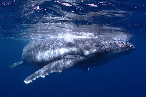 Not Awful Uw Photos Humpback Whale In Species Set