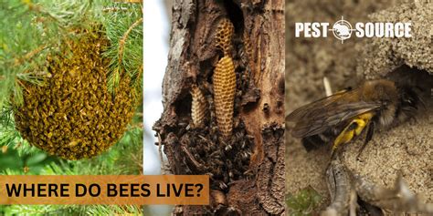 Where Do Bees Live Pest Source