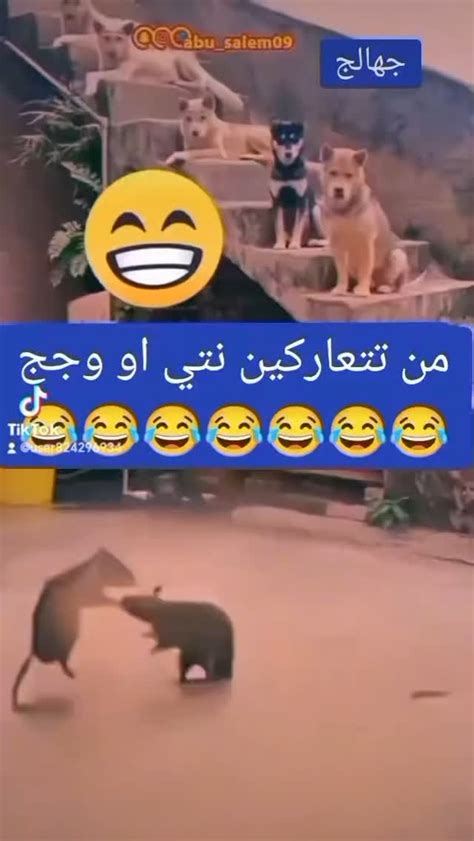 Instagram Video By ‎🌹عسكري💓 ابن💓 بغداد 🌹‎ • Dec 29 2024 At 146 Pm