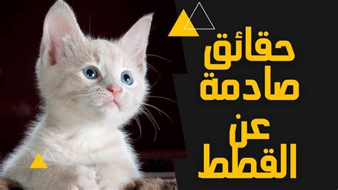 هل لقطط 7 ارواح حقائق ستذهشك عن القطط Youtube