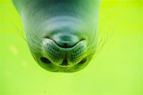 Free Images Bird Cute Diving Swim Green Beak Sea Lion Marine