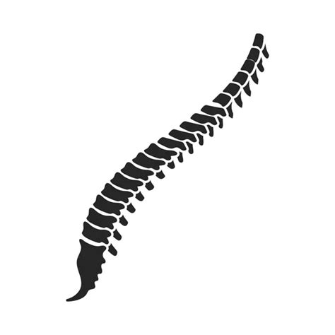 Coluna Vertebral Imágenes Vectoriales Ilustraciones Libres De Regalías