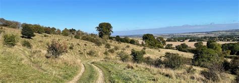 Trees And Flowers Tree Guide UK Tree And Flower Identification Guide