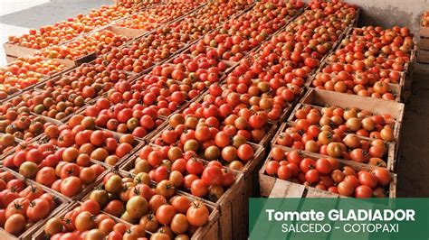 Terra Semillas S A Cinco Trucos Para Un Cultivo Exitoso De Tomate