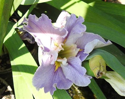 Iris Louisiana Aquatic Plants Sa