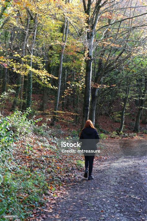가을 햇살 그림자 활주로 경로 가을 색상 잎 벌거 벗은 가지 코로나 바이러스 잠금 운동그늘진 영국 시골 숲 통로를 걷고 인식 할