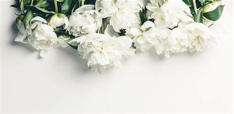흰색 배경 상단 보기 복사 공간 위에 아름다운 모란 꽃의 평평한 평신도 0명에 대한 스톡 사진 및 기타 이미지 0명 꼭대기