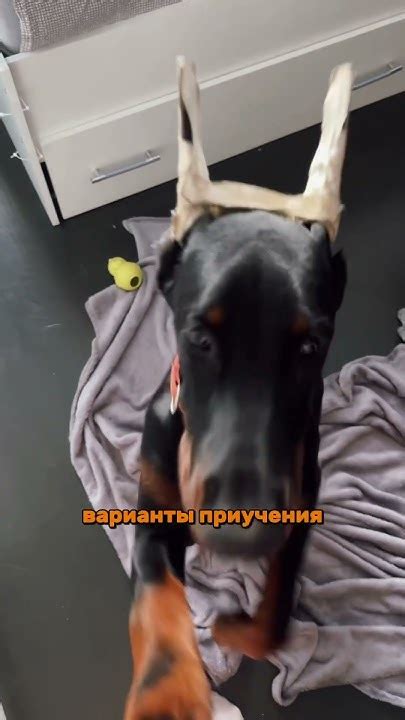 Как приучить собаку спокойно оставаться одной? #дрессировкащенка # ...