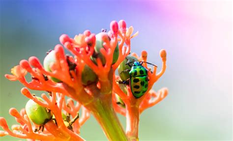 Bug Insect Nature Free Photo On Pixabay Pixabay