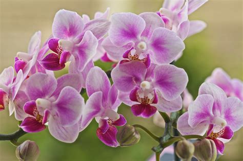 Nature Orchid Hd Wallpaper