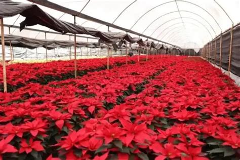 Origen De La Flor De Nochebuena 2025 Ecu11