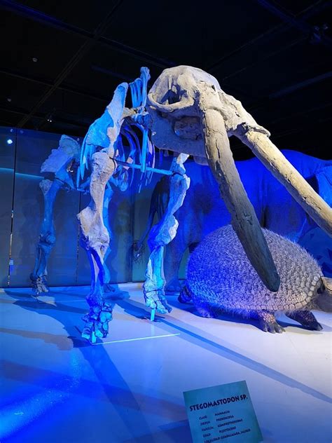 Mammoth Skeleton Extinct Free Photo On Pixabay Pixabay Mammoth Skeleton Extinct Free Photo On Pixabay Pixabay