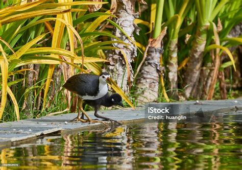 Waterhen Ngực Trắng Hình ảnh Sẵn Có Tải Xuống Hình ảnh Ngay Bây Giờ