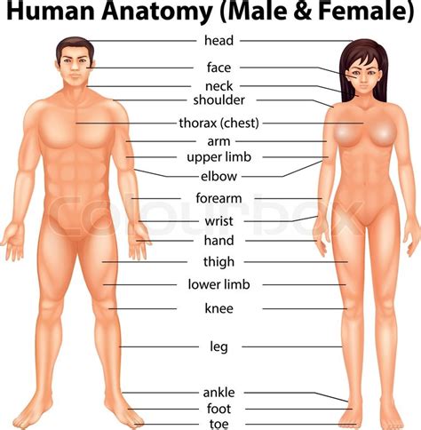 Sex Women Girls Nude Pictures Private