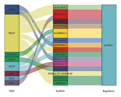 Construction Of The Prognostic Signature Using Nrlncrnas A The Lasso