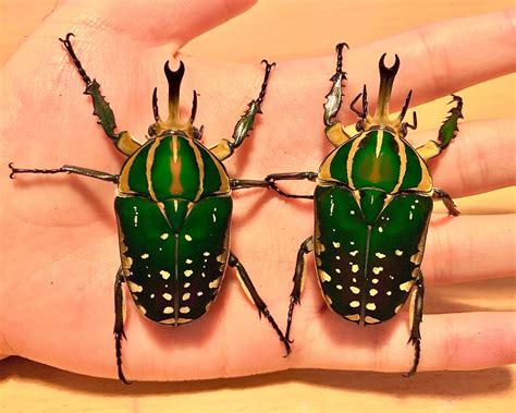 Mecynorrhina Polyphemus For Sale Richards Inverts