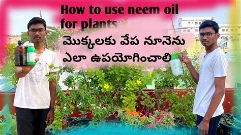 How To Use Neem Oil For Plants 🪴 మొక్కలకు వేప నూనెను ఎలా ఉపయోగించాలి
