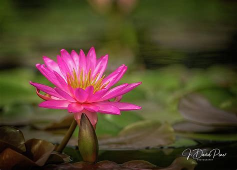 Flower Art Photograph By David Pine Fine Art America