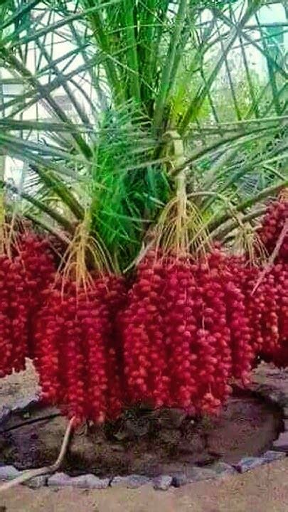 পাকিস্তানি গজল। আরব দেশের খেজুর Youtube