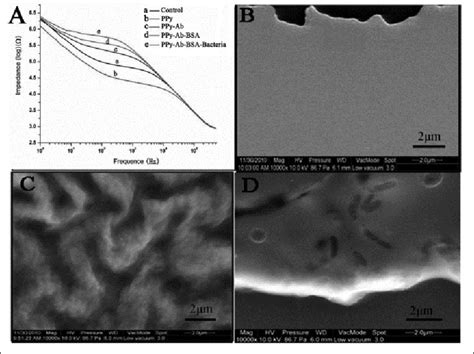 Bode Diagrams Of Impedance Spectra And ESEM Micrographs Of The Surface