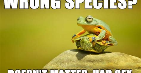 Tortoise Interruptus Meme On Imgur
