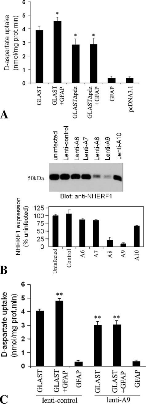 Modulation Of Glast Transport Activity By Gfap Involves Pdzmediated