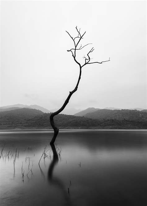 Solo Photograph By Puneet Verma Fine Art America