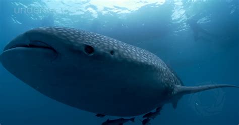 Underwater Instance Segmentation Dataset And Pre Trained Model By Annotate