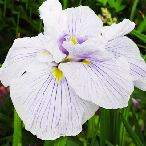 Ирис мечевидный Lace Ruff купить корневища и саженцы в горшках в Украине Floriumua