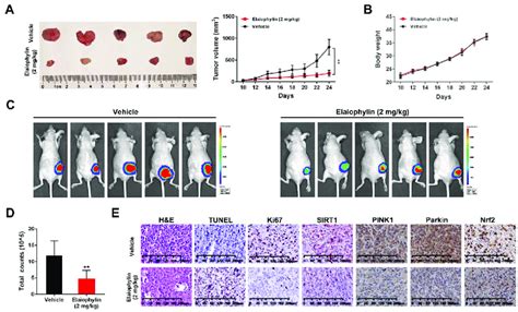 Activation Of Sirt1nrf2 Signaling Attenuates The Antioxidant Effect Of