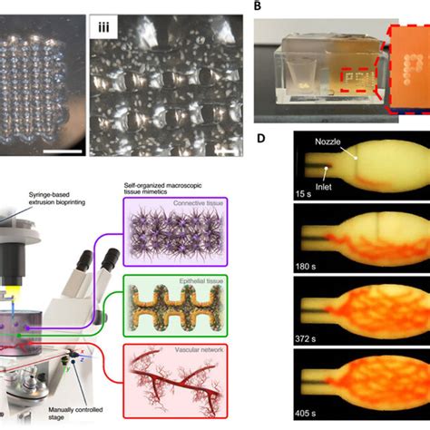 Extrusion Based Bioprinting And Swfit A 3d Bioprinting Of A