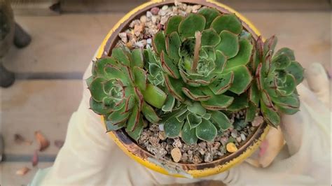 깍지 잡아라 다육이 잡지 말고 깍지만 잡아야쥐 ~ 요즘 깍지 많이 보입니다~ 이젠 스트레스 덜 받아요~ 포기하지 않으면 실패하지 않는다 깍지도 그렇다 Youtube