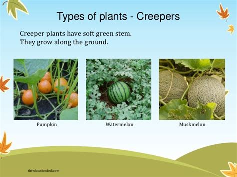 Environmental Science Evs Plants Class Ii