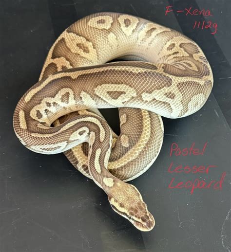Pastel Lesser Leopard Ball Python By On Point Ball Pythons