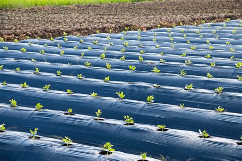 Agricultural Plastics Emerging As Major Threat To Sustainability