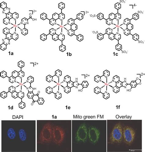 The Development Of Anticancer Rutheniumii Complexes From Single