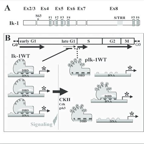 Modes Of Transcriptional Regulation By Ikaros Download Scientific