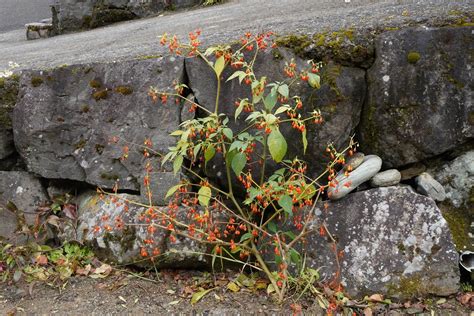 ハダカホオズキ 四国カルストで花道楽