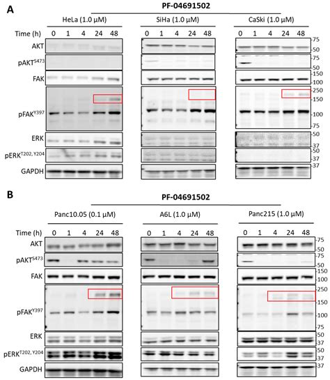 Targeting Signaling Excitability In Cervical And Pancreatic Cancer