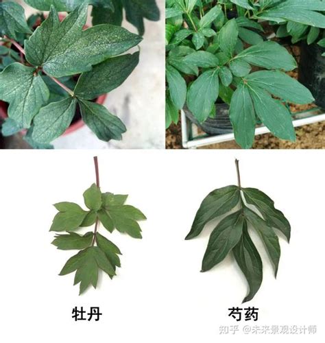 牡丹和芍药的区别 知乎