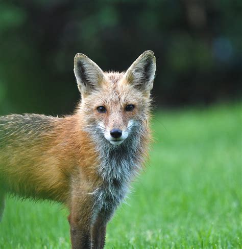 Fox Den Elmhurst Il Patch