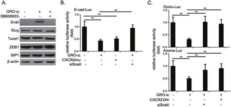 Epithelial Mesenchymal Transition Induced By Gro α Cxcr2 Promotes