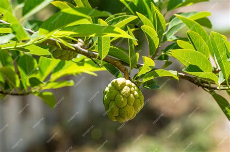 Premium Photo Annona On The Treesugar Apple Scientific Name Annona